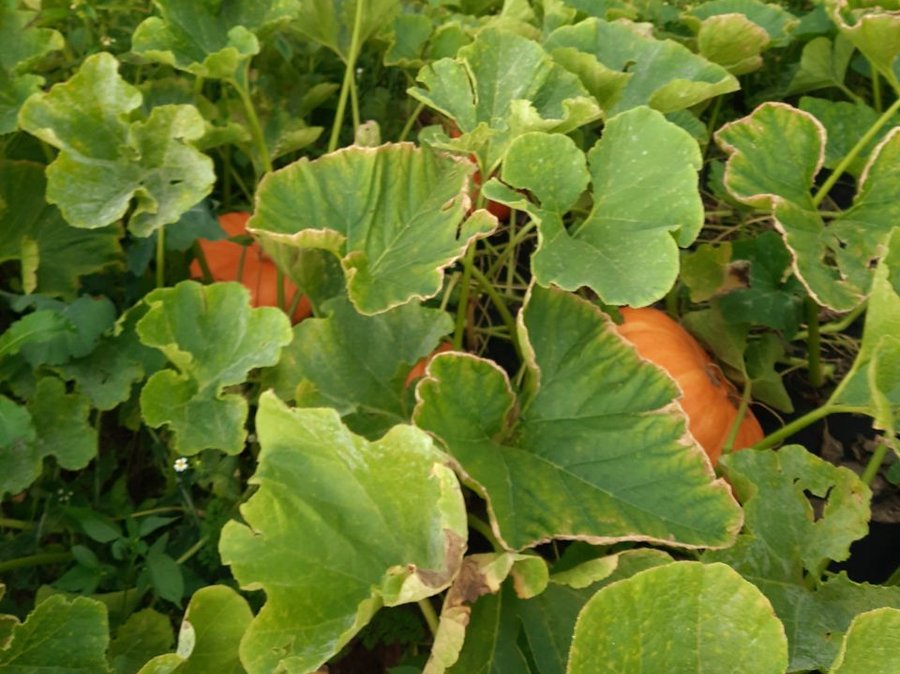 Urig Ruswil – Urig Ruswil